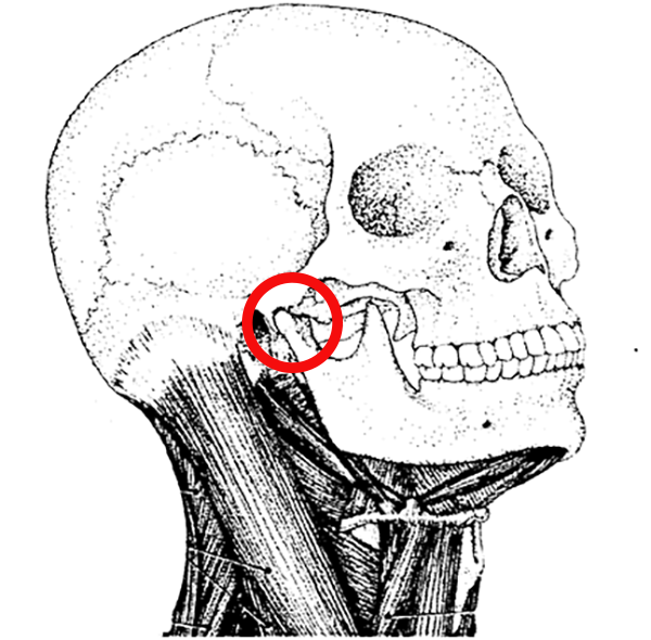 Temporo Mandibula Joint – TMJ – Jaw Joint - Real Dental Info